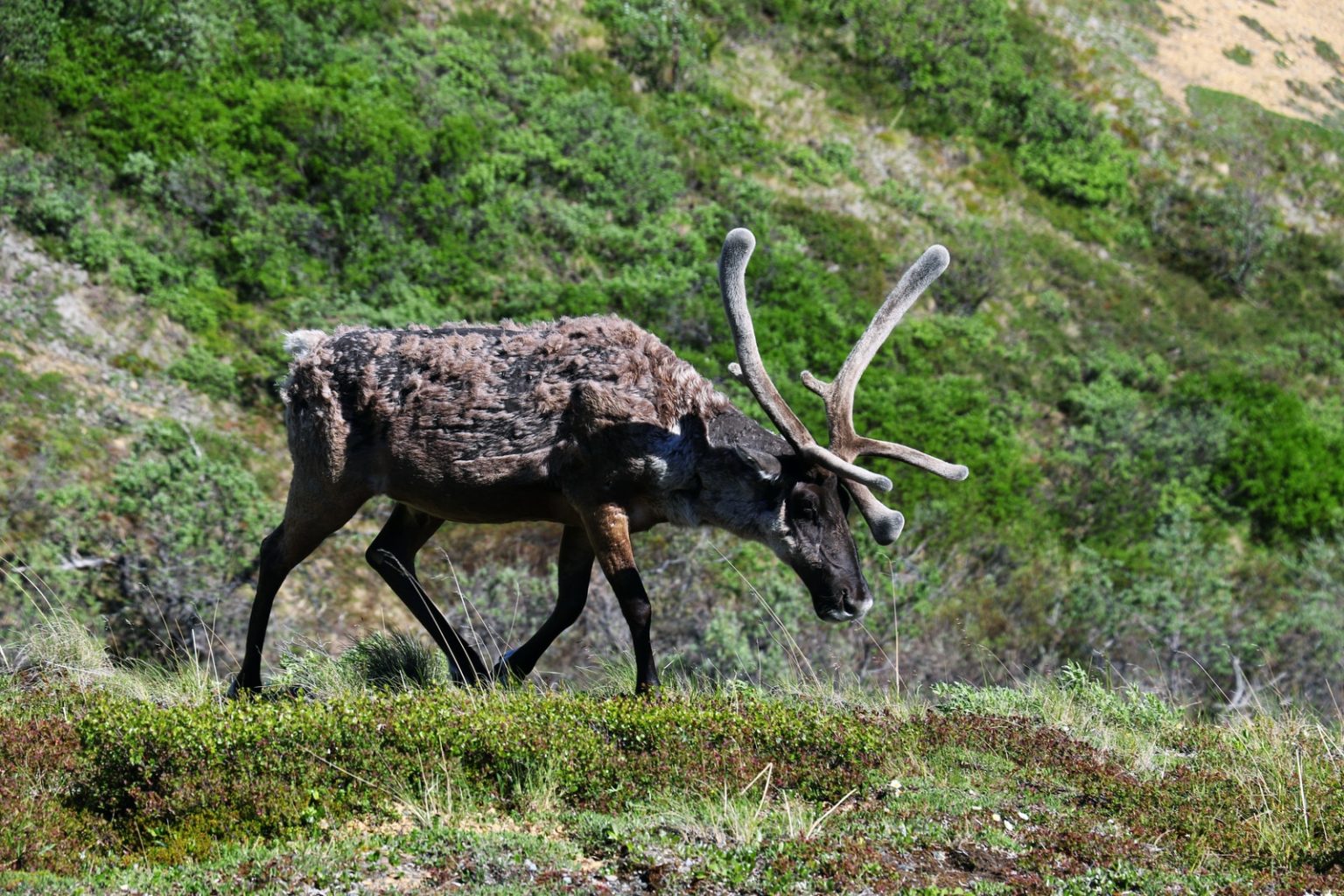 11 Animals With Multiple Stomachs (With Pictures)