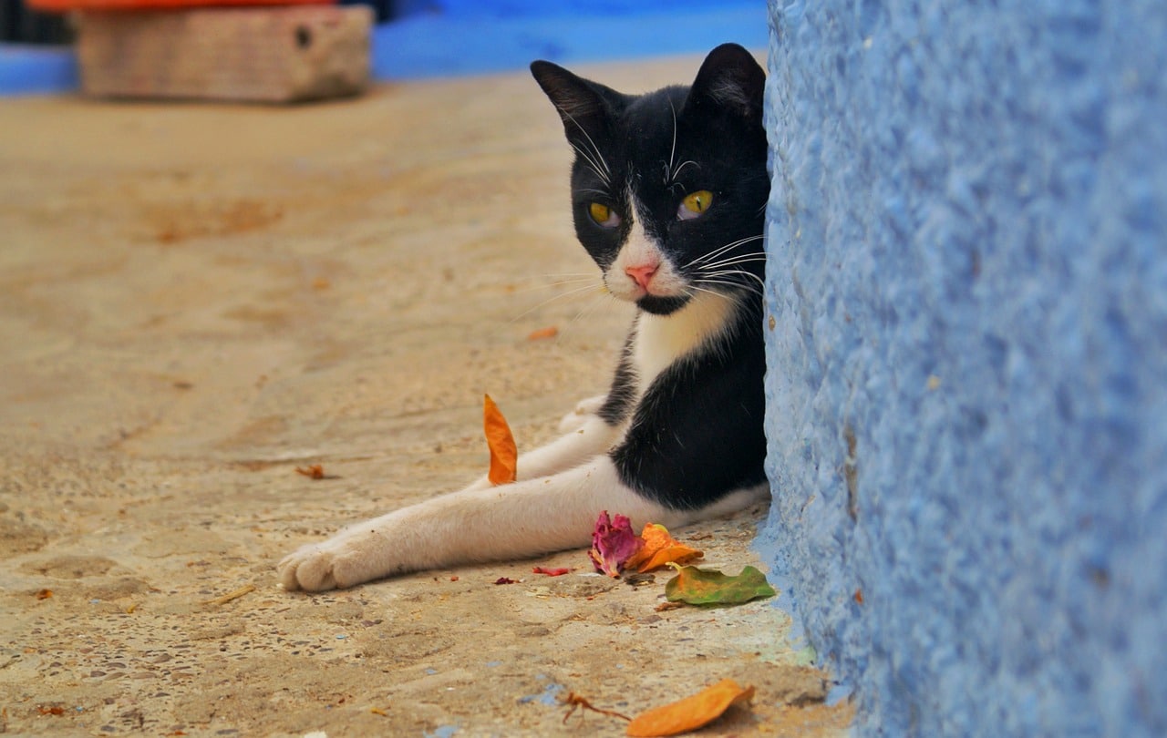 9 Best Cat Apps for Android and iOS