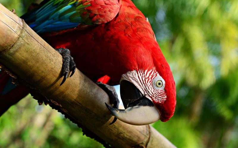 22 Different Types of Amazon Parrots (With Pictures)