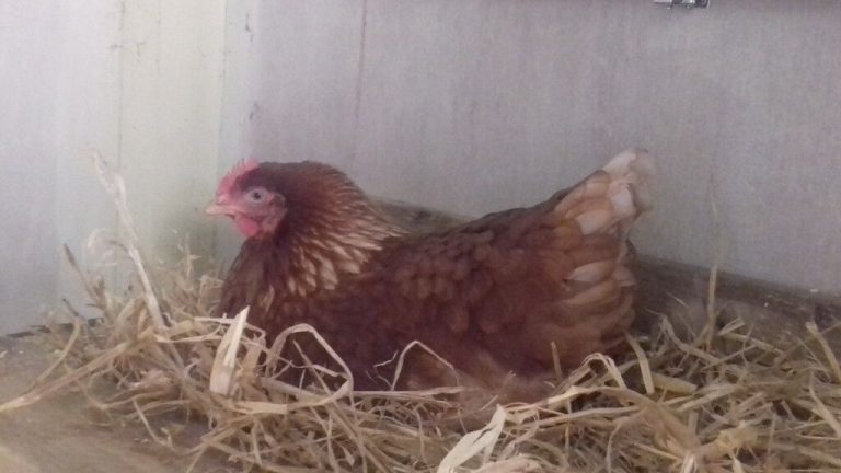 16 Types of Hybrid Chicken Breeds