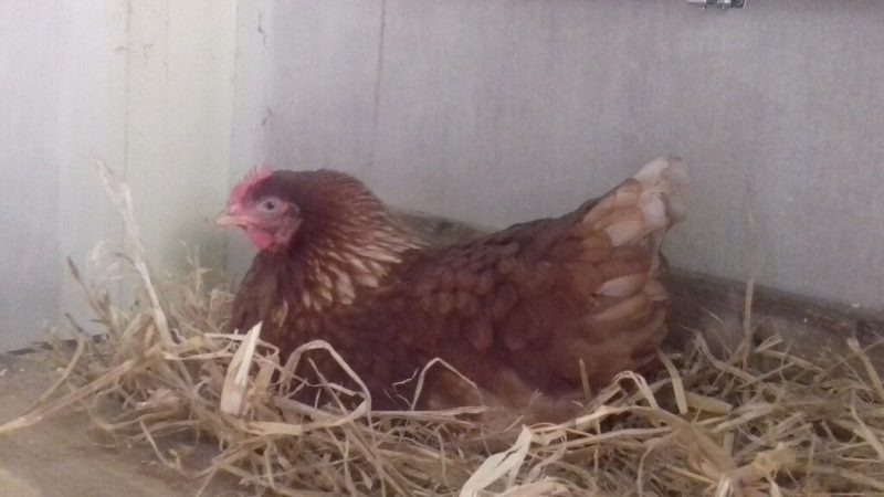 16 Types of Hybrid Chicken Breeds