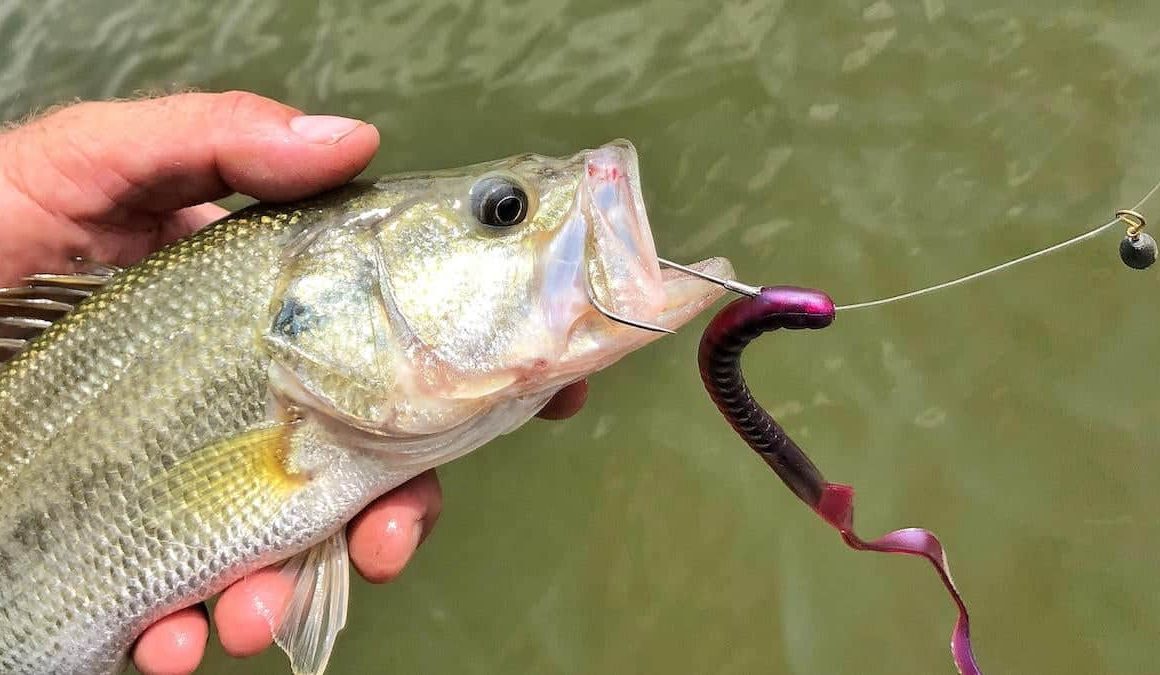 Panda Catfish (Panda Cory): Profile and Information