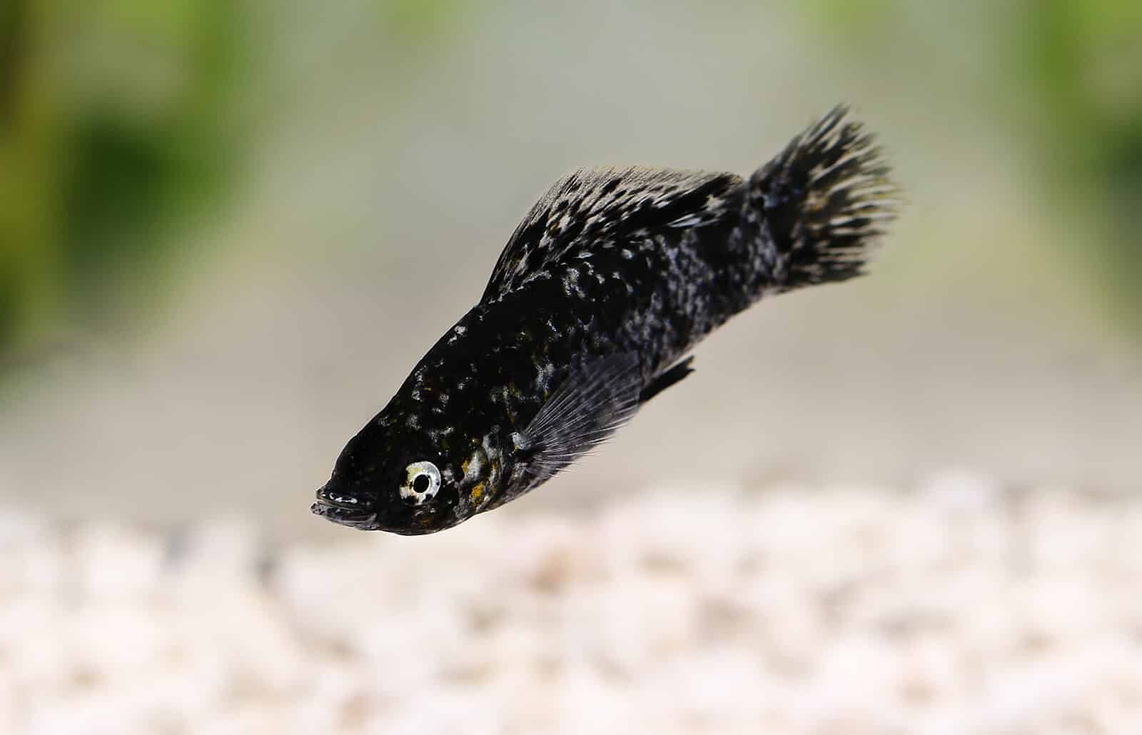 15 Different Types of Livebearers