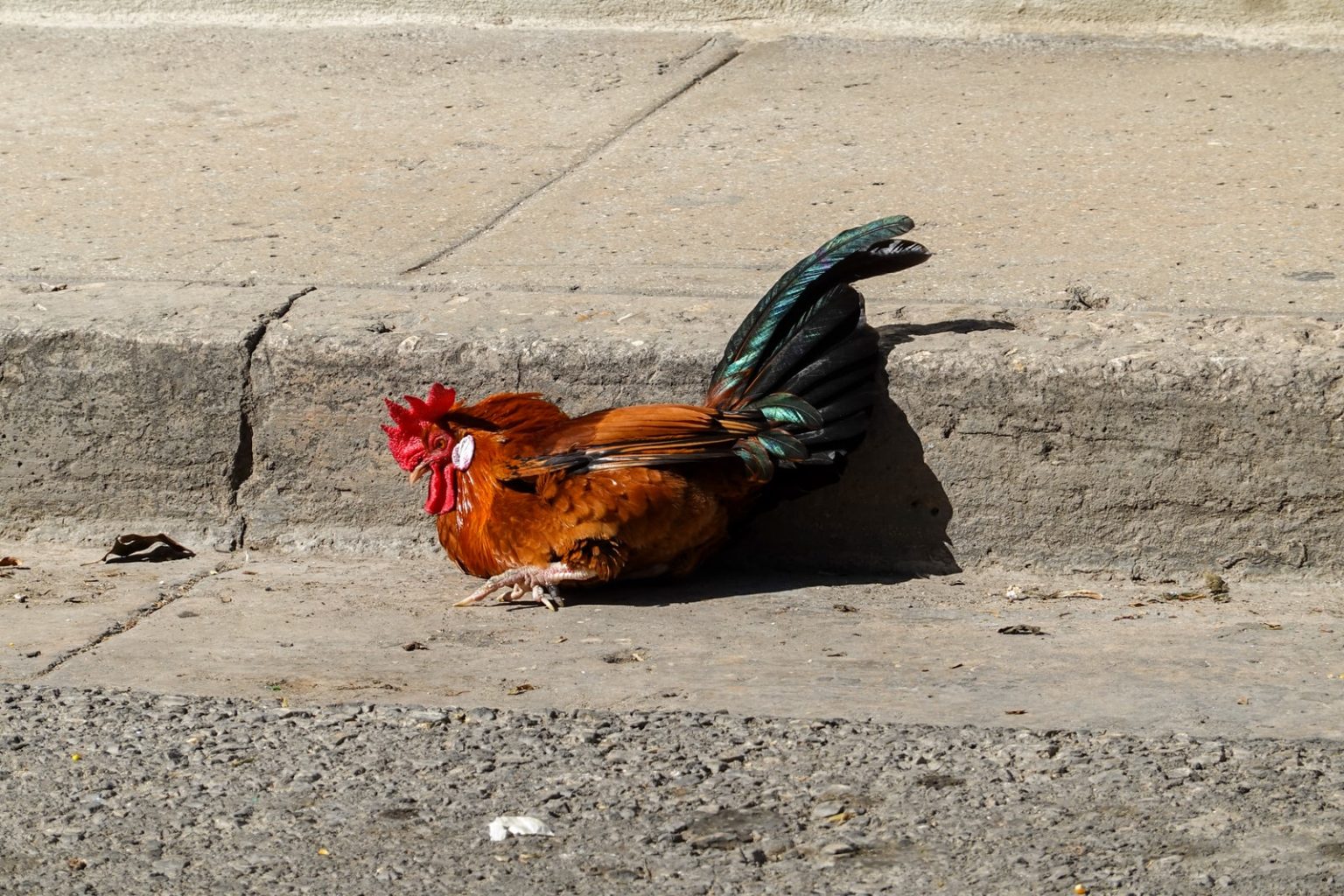 11 Miniature Duck Breeds