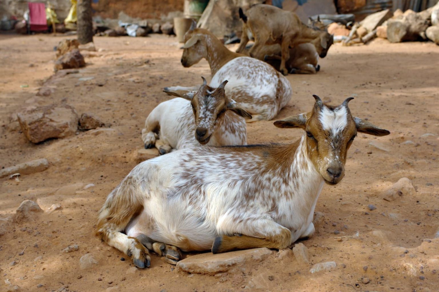 12 Different Types of Large Goat Breeds