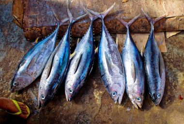 13 Different Types of Blue Fish and Why They're Amazing!