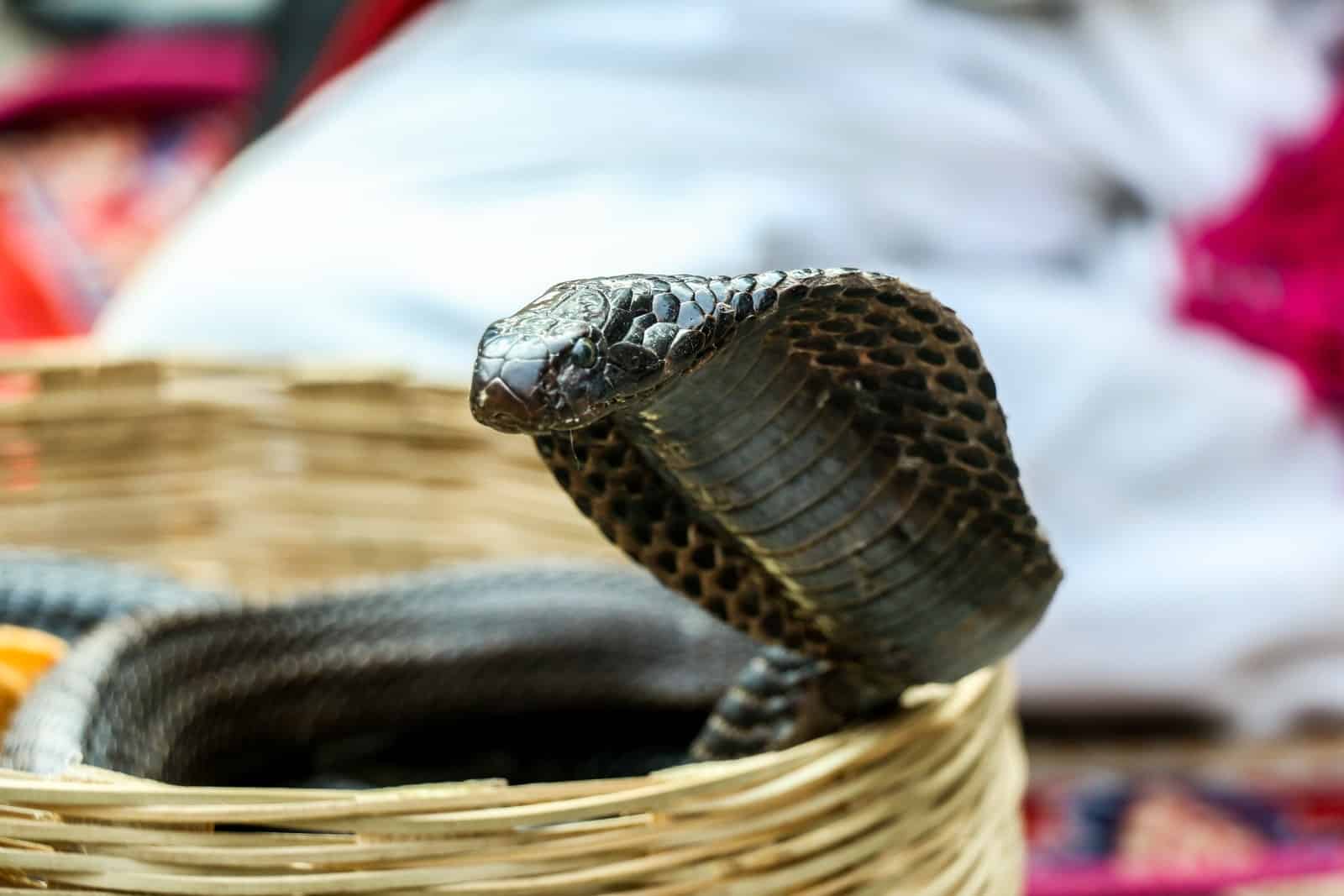 15 Popular Types of Reptiles Found in India