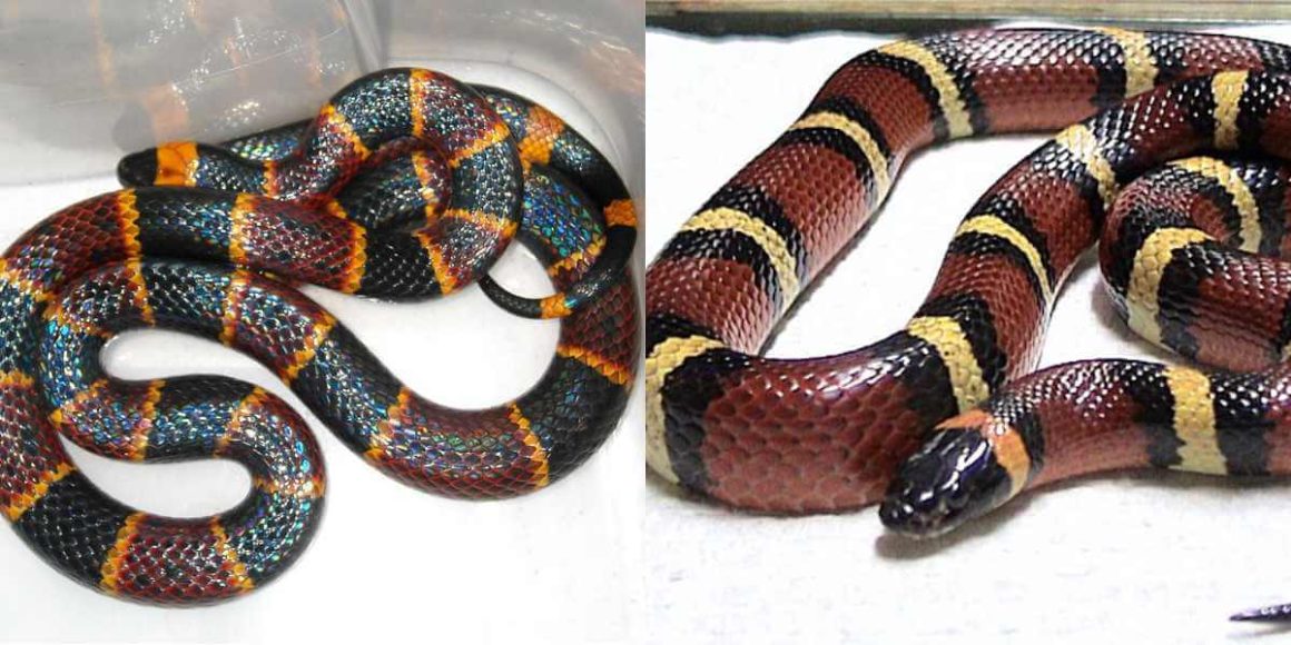 What's the Difference Between Milk Snakes and Coral Snakes? What's the Difference Between Milk Snakes and Coral Snakes?
