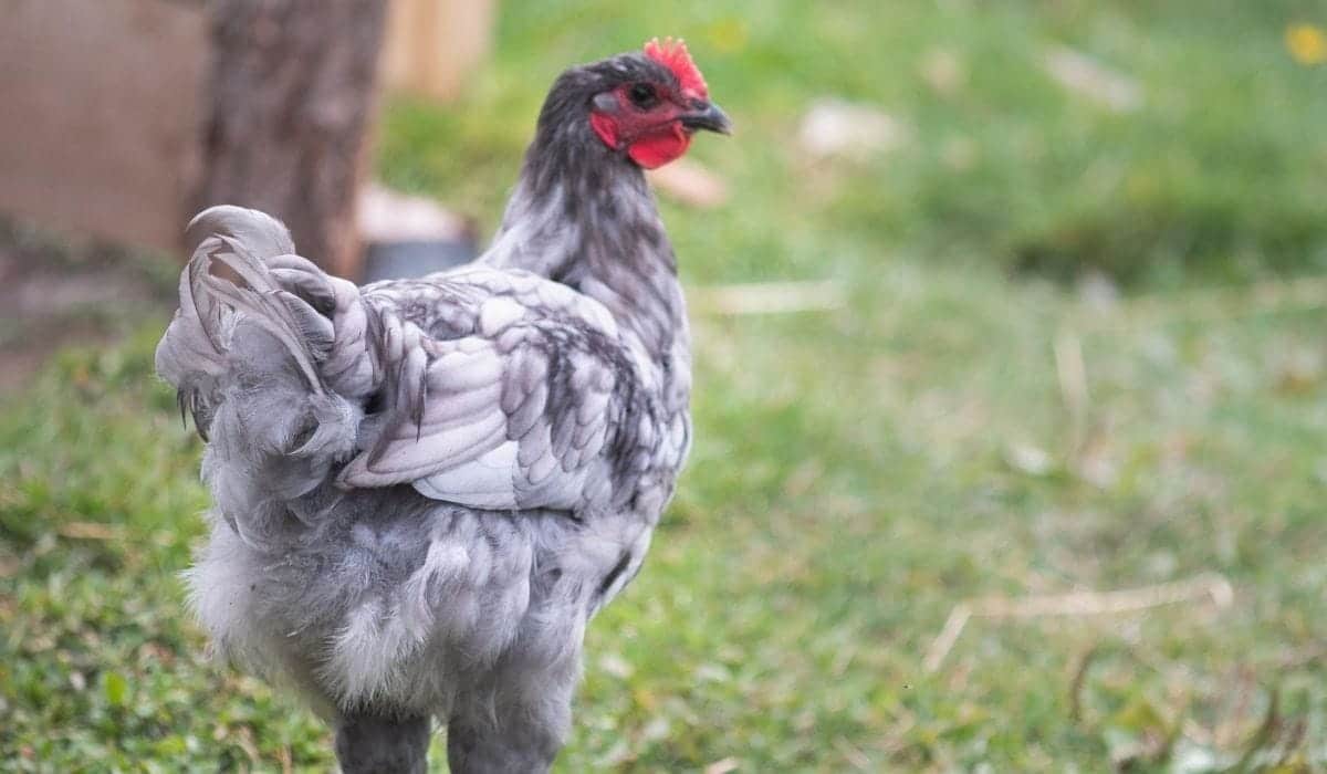9 Stunningly Beautiful Grey Chicken Breeds