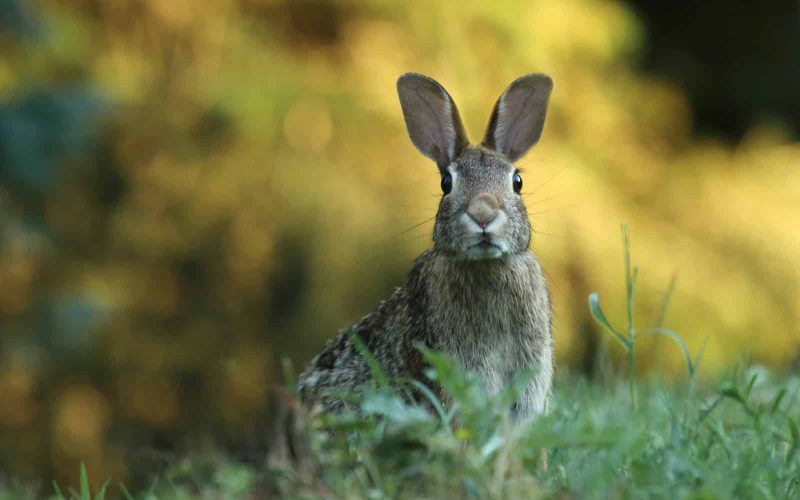 14 American Rabbit Breeds You Didn't Know Existed