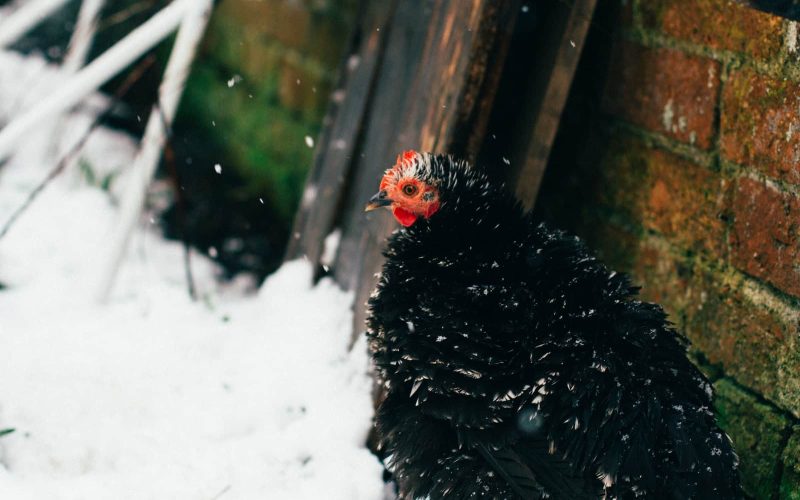 22 Best Cold Weather Chicken Breeds for Your Homestead