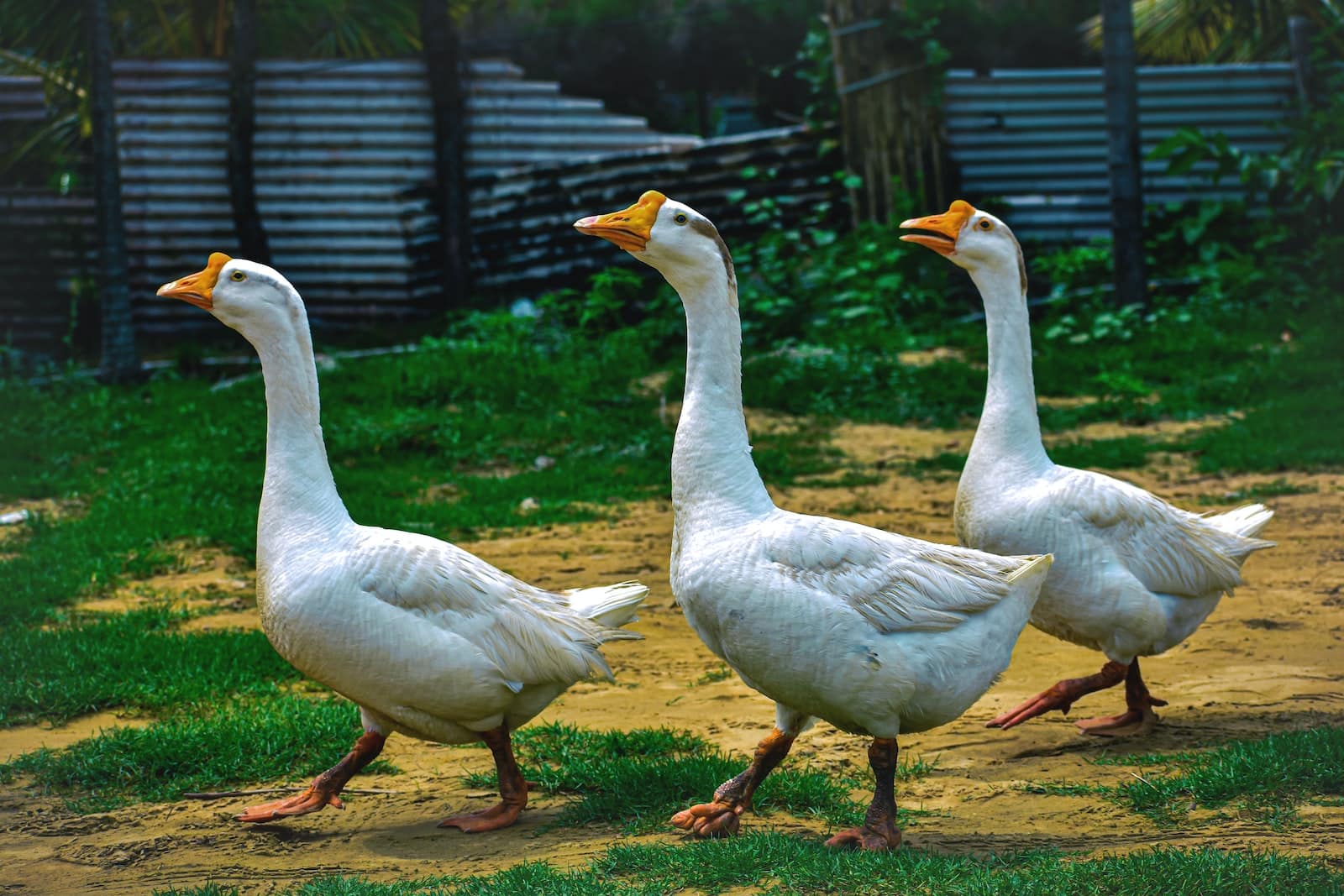 What's the Difference Between a Goose and a Duck? What's the Difference Between a Goose and a Duck?