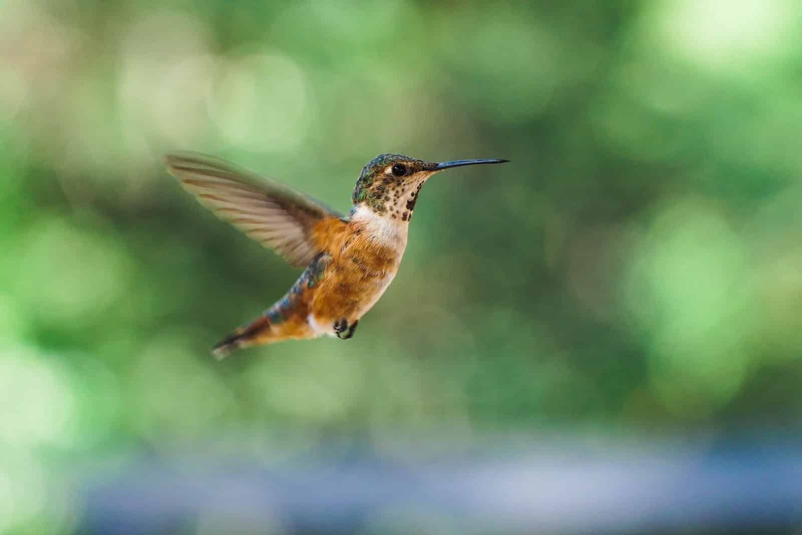 21 Popular Hummingbird Species You Can Identify (With Pictures)