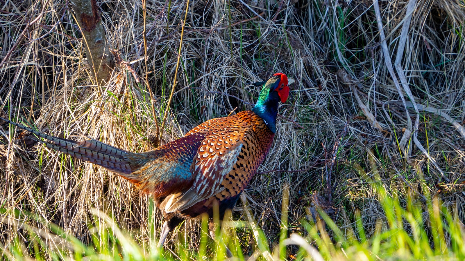 14 Different Types of Pheasants (With Pictures)