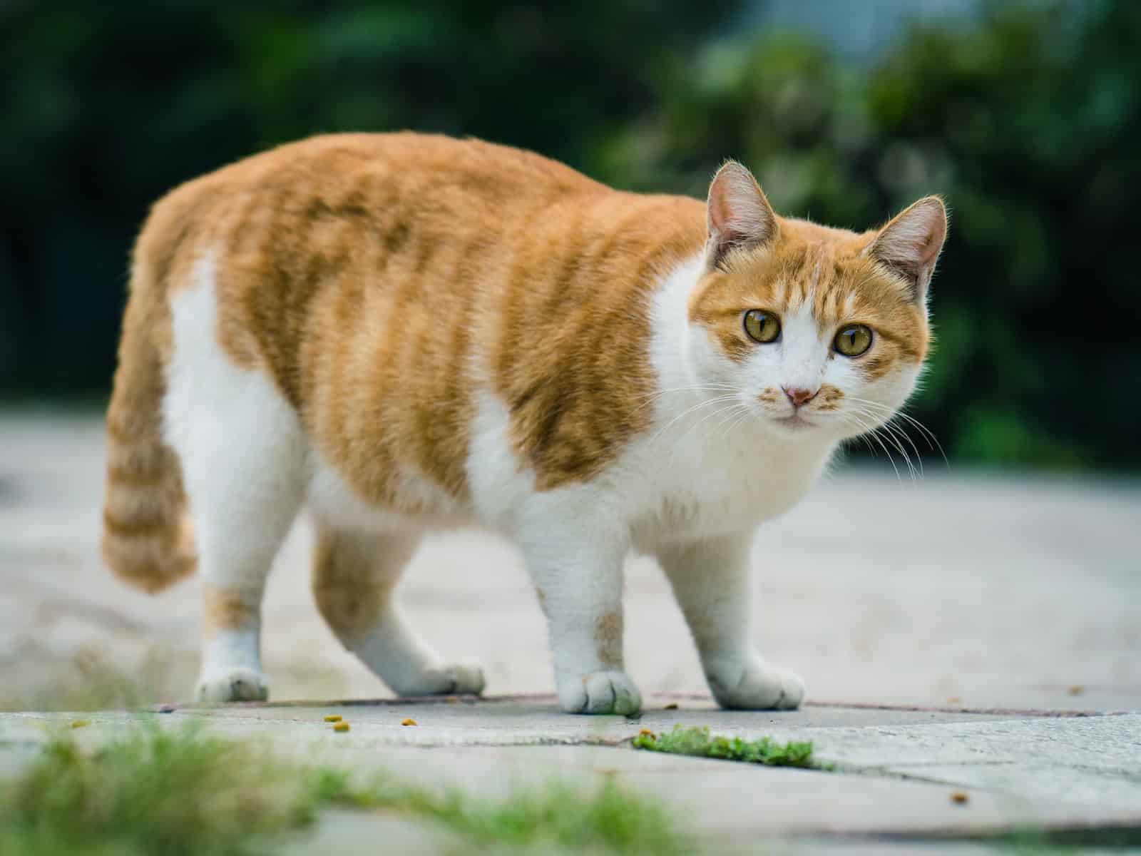 Top 9 Fat Cat Breeds Top 9 Fat Cat Breeds