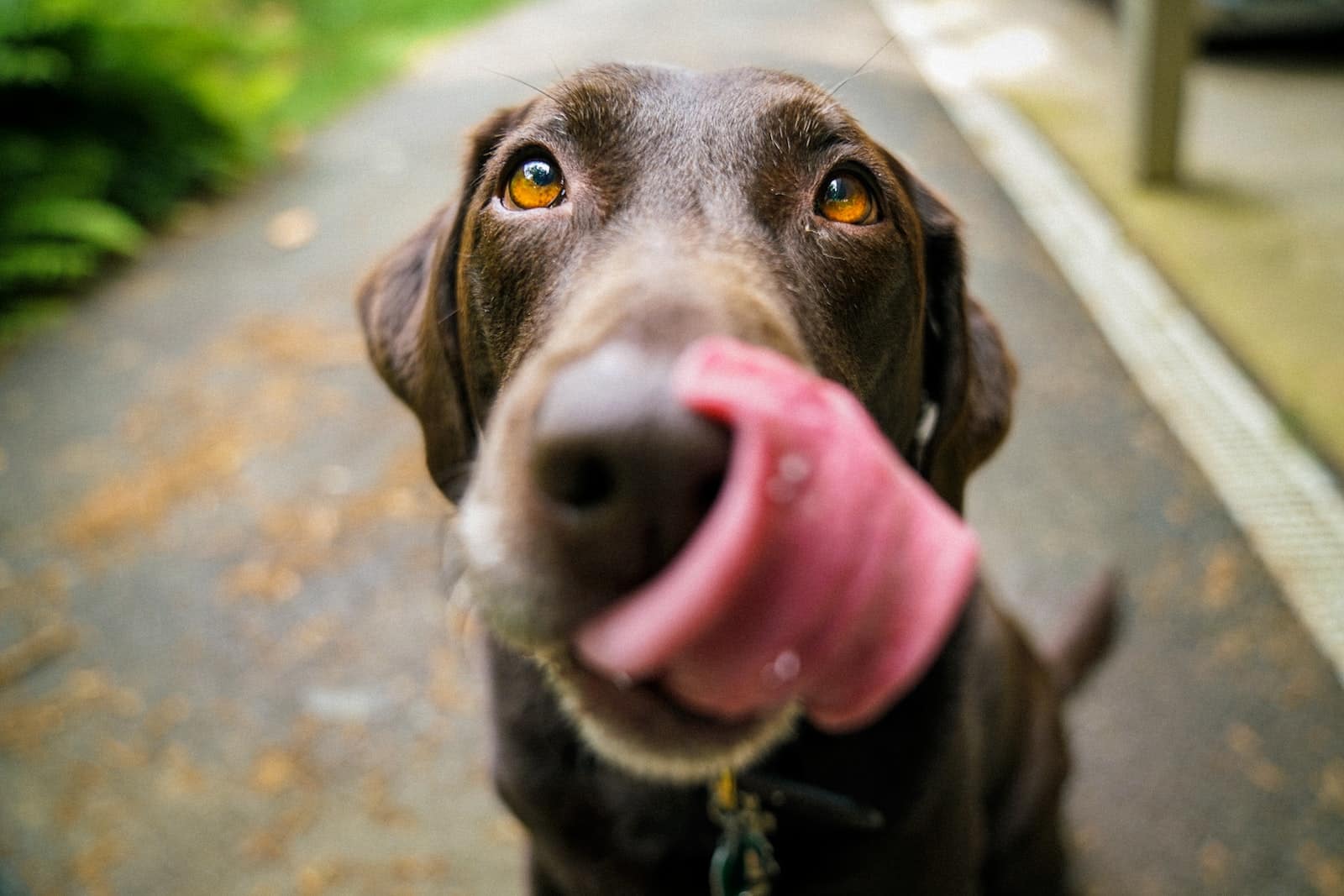 Signs of Parvo in Dogs You Should Know
