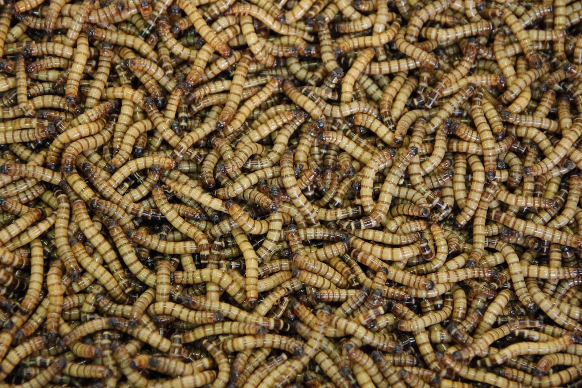 50 Types of Insects That People Eat Around the World