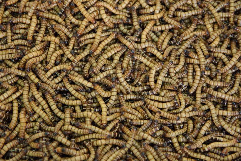 50 Types of Insects That People Eat Around the World