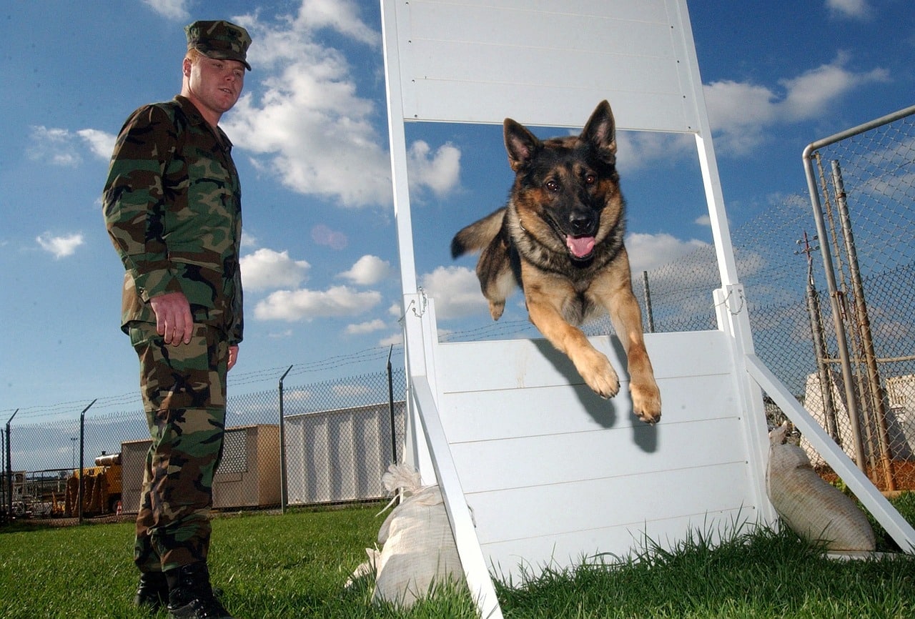 100 Military Dog Names