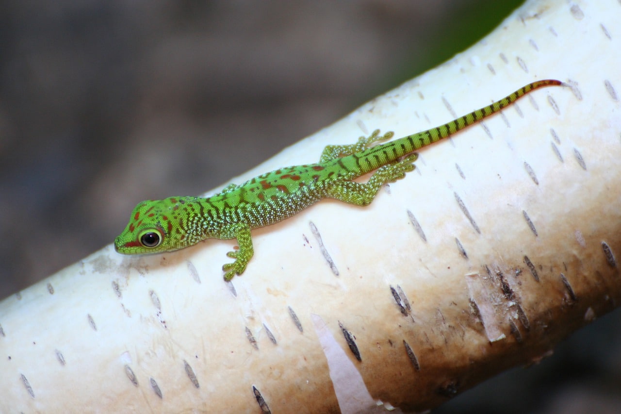 18 Types of Geckos in Florida That Will Amaze You