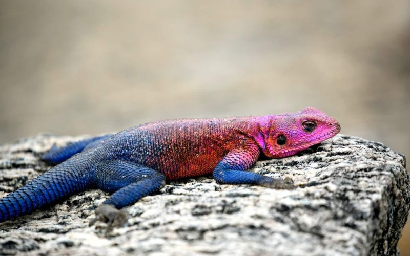 37 Different Types of Lizards in Arizona (With Pictures)
