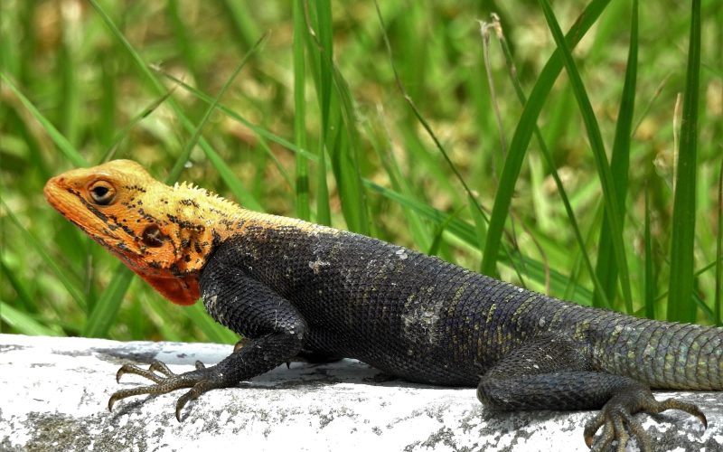 8 Different Types of Lizards in the Philippines (With Pictures)