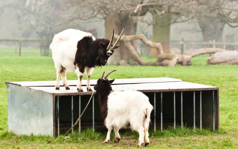 Bagot Goat: Goat Breed Profile and Information