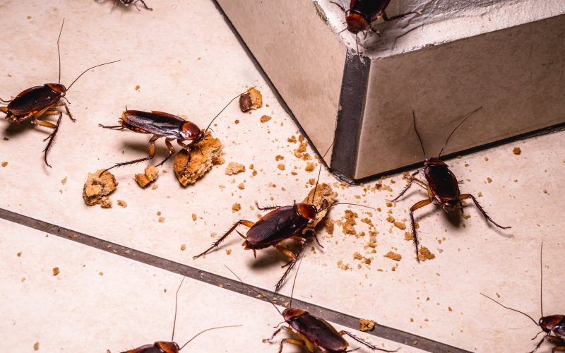 8 Different Types of Cockroaches