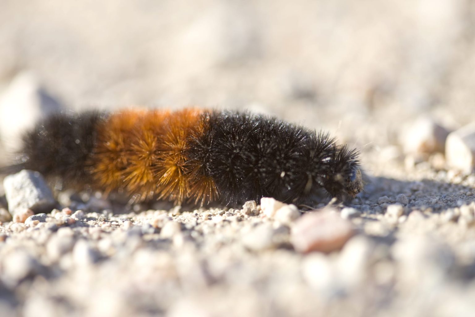 19 Different Types of Caterpillars in Ohio