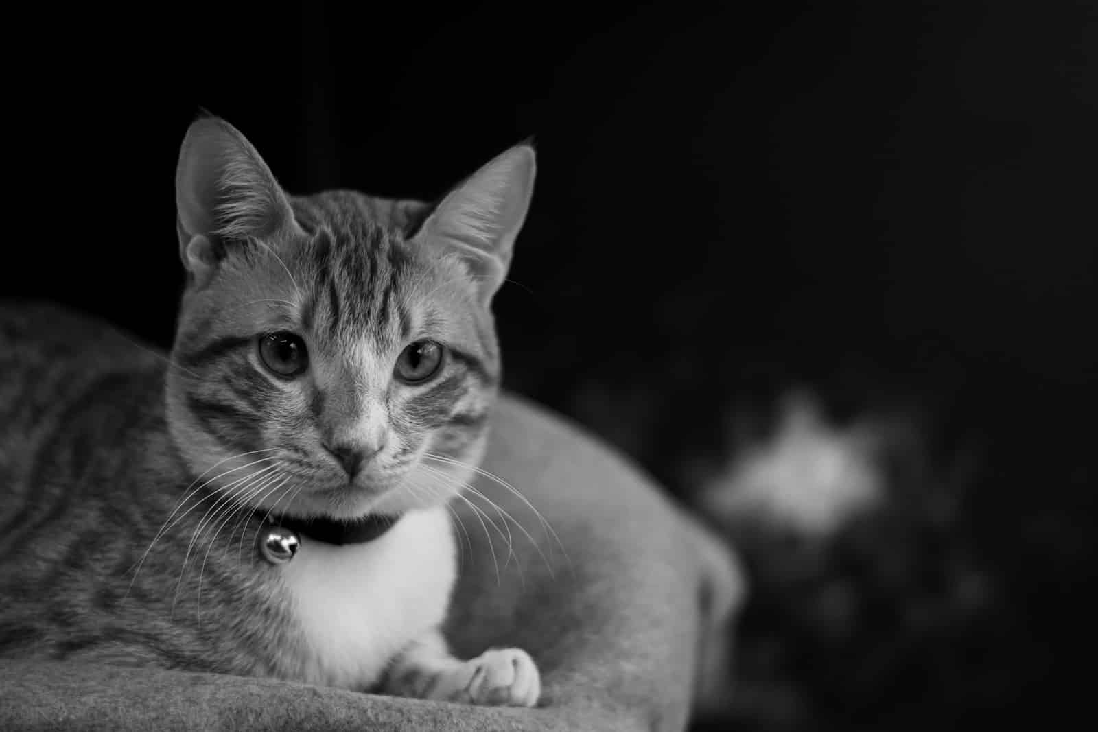24 Best Cat Names For Ginger Cats 24 Best Cat Names For Ginger Cats