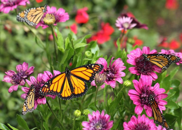 How Many Types of Butterflies Are There?