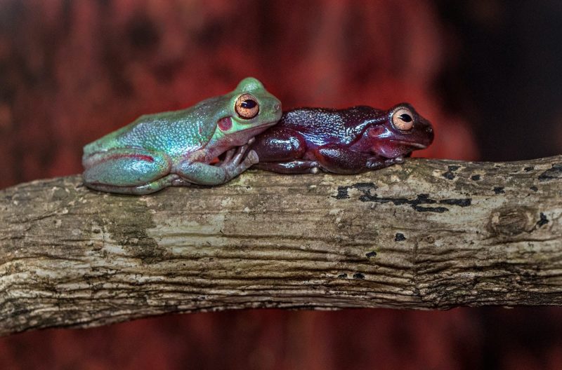 26 Amazing Animals That Hop (With Pictures)