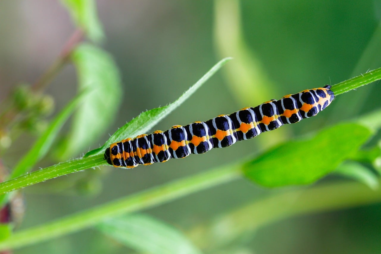 19 Types of Caterpillars in Iowa
