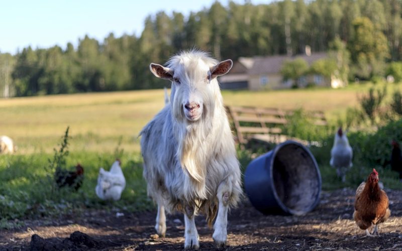 Wether Goat: Goat Breed Profile and Information