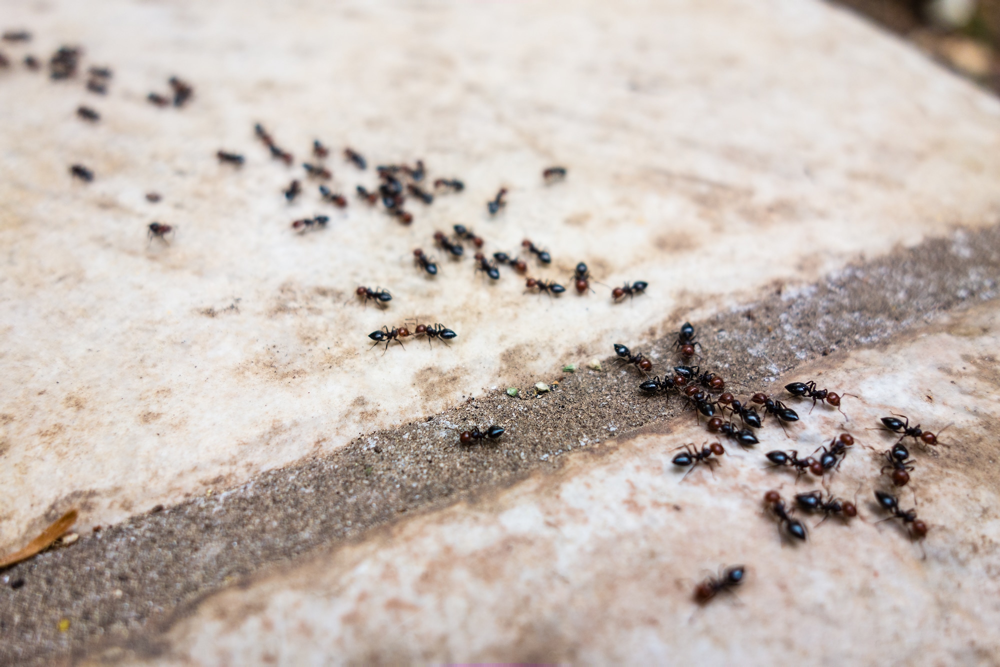 10 Different Types of Ants Explained