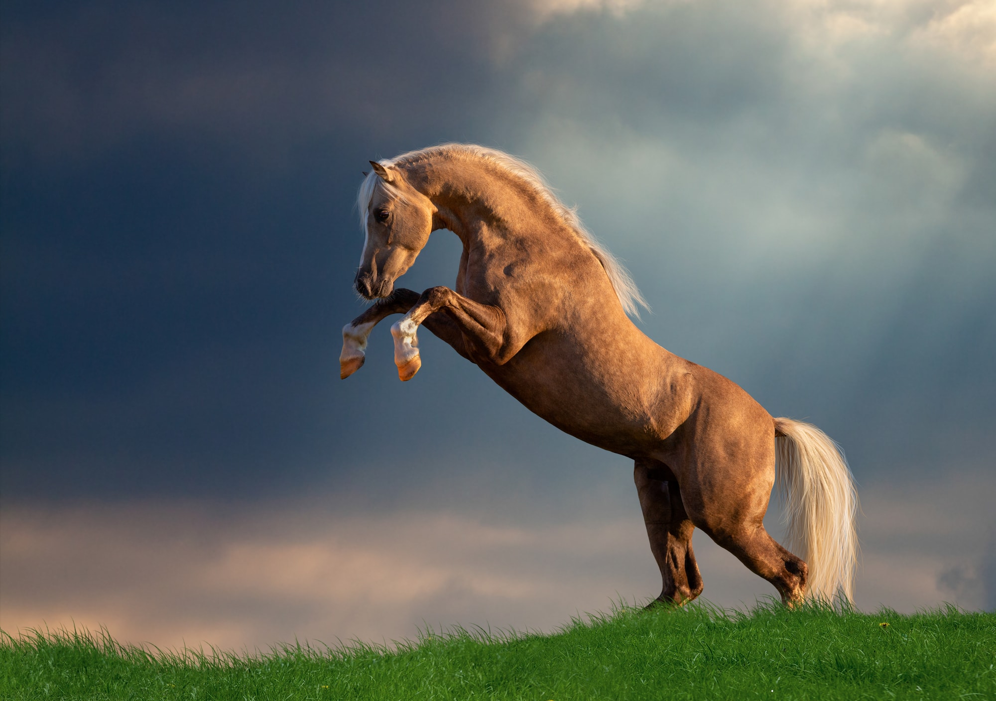 Palomino Horse Horse Breed Profile And Information Palomino Horse Horse Breed Profile And Information
