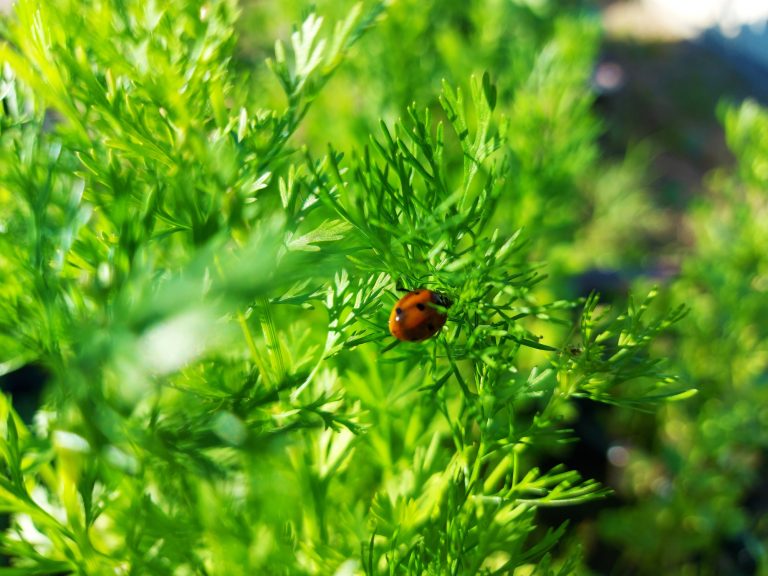 10 Types of Ladybugs in Florida