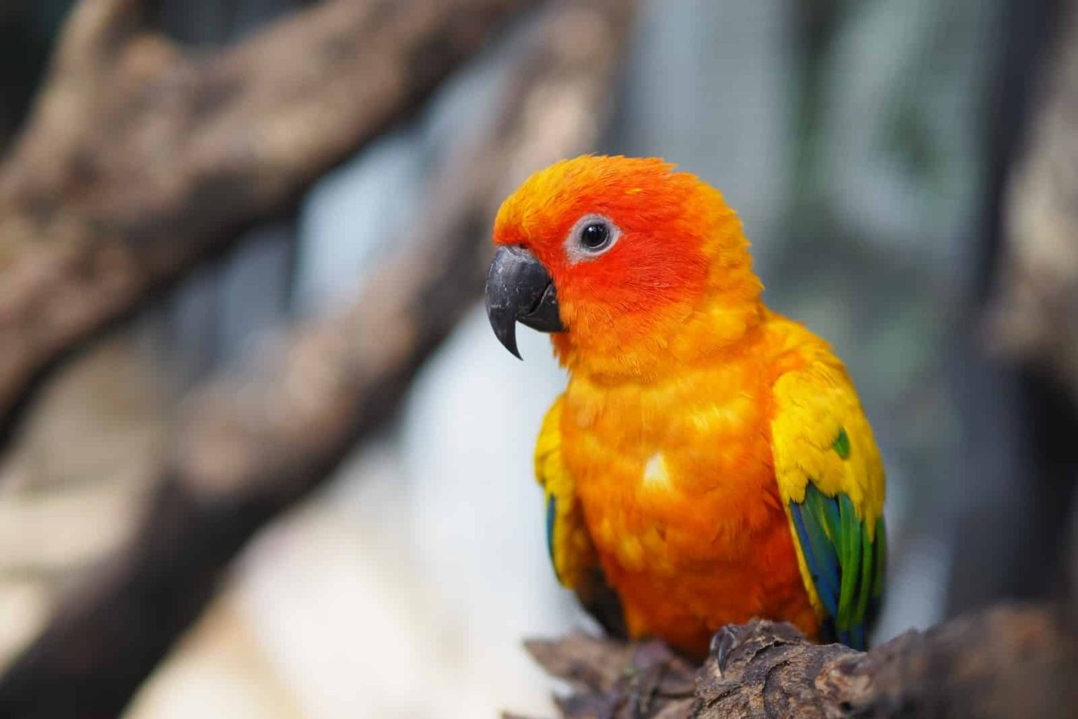 10 Best Talking Parrots in the World (With Pictures)