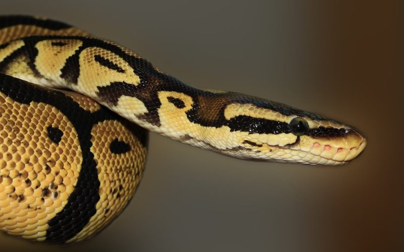9 Fastest Snakes in the World (With Pictures)