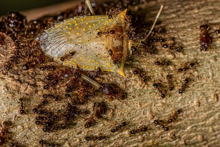 18 Types of Ants in Maryland