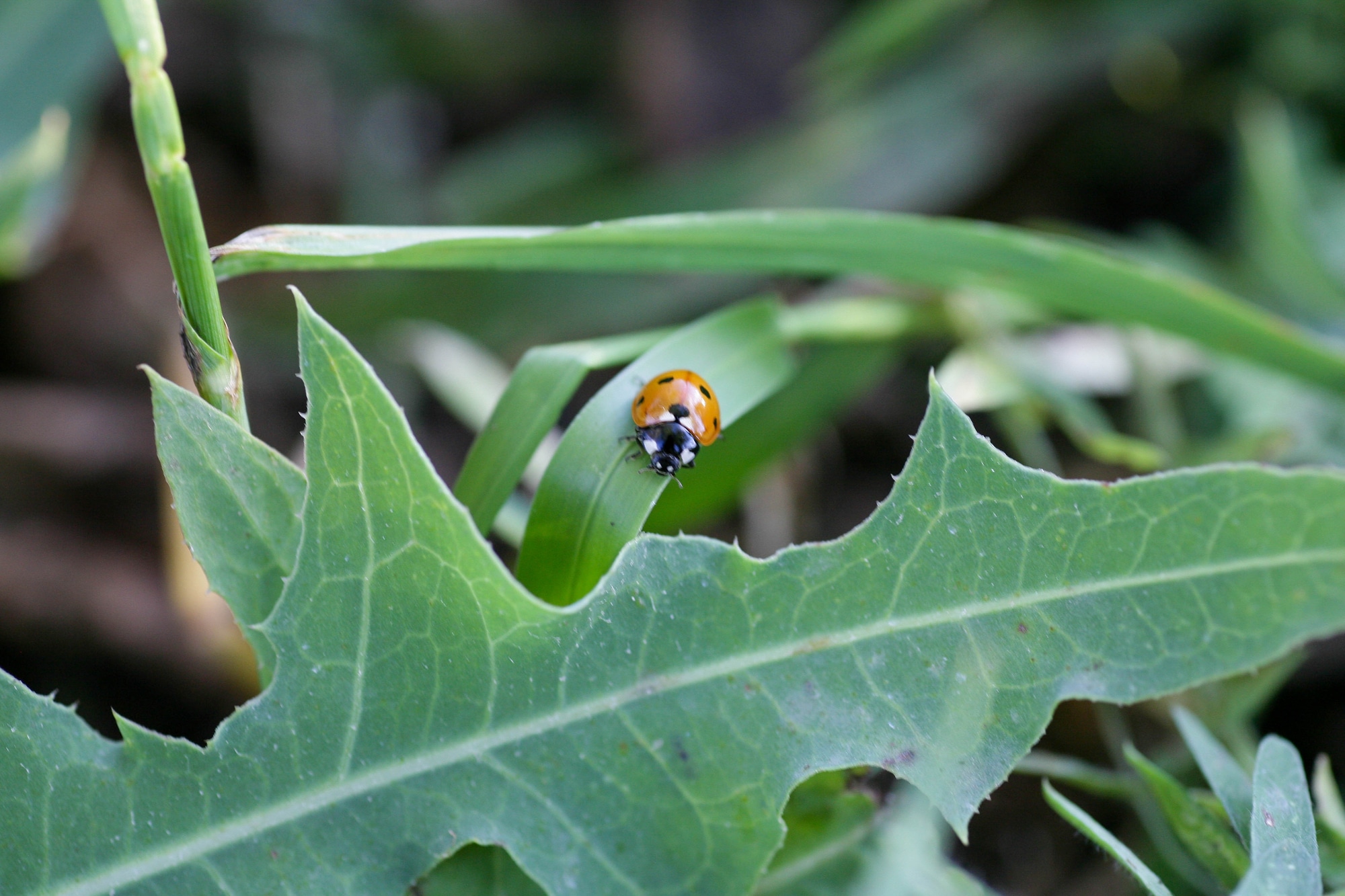 12 Types of Ladybugs in Maine