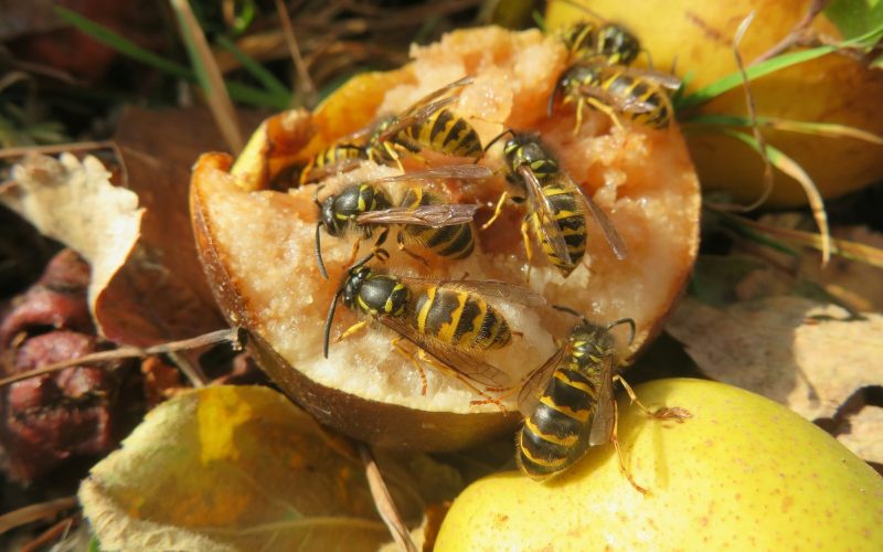 34 Different Types of Wasps in California