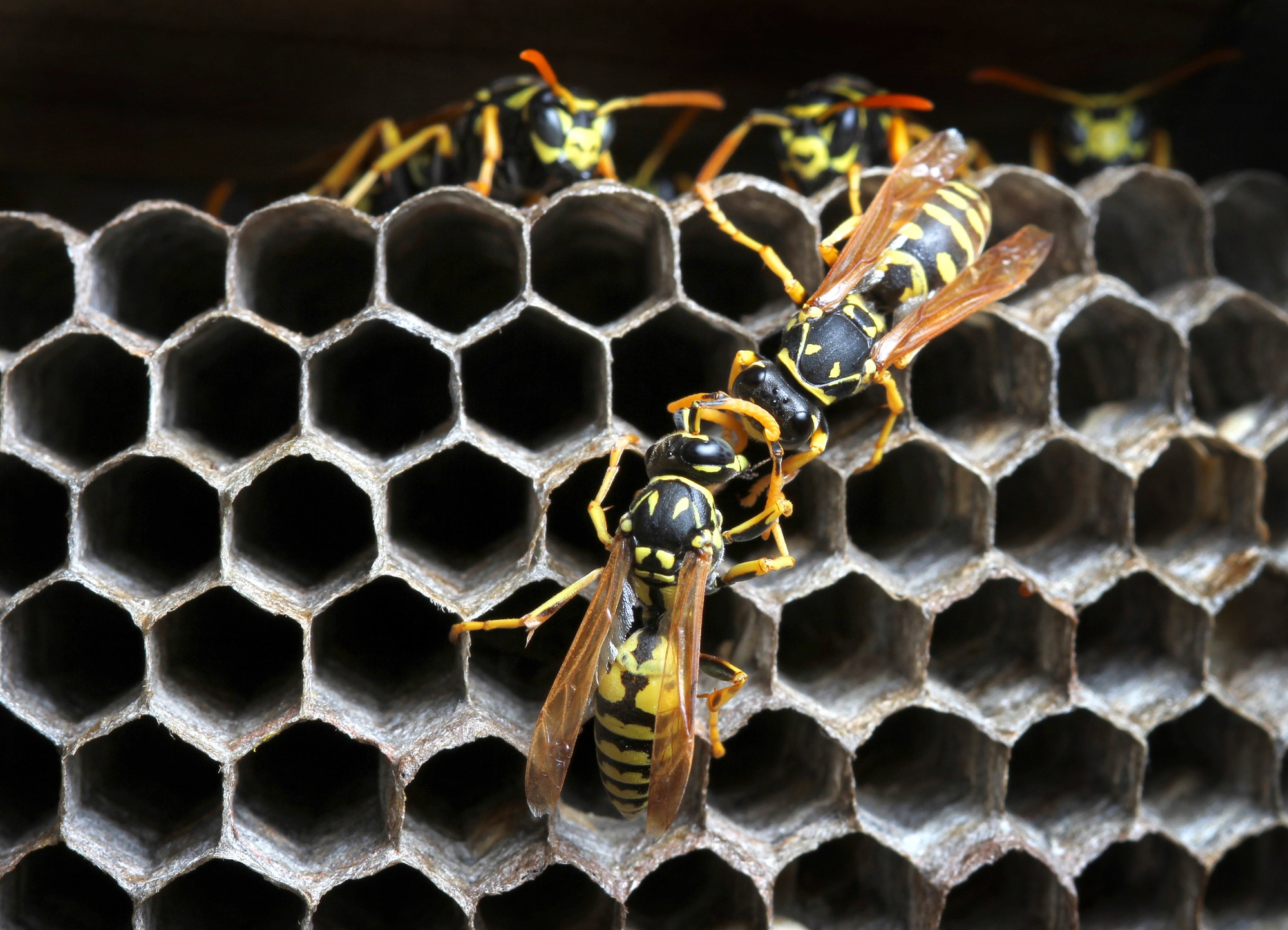 25 Different Types of Wasps in Colorado