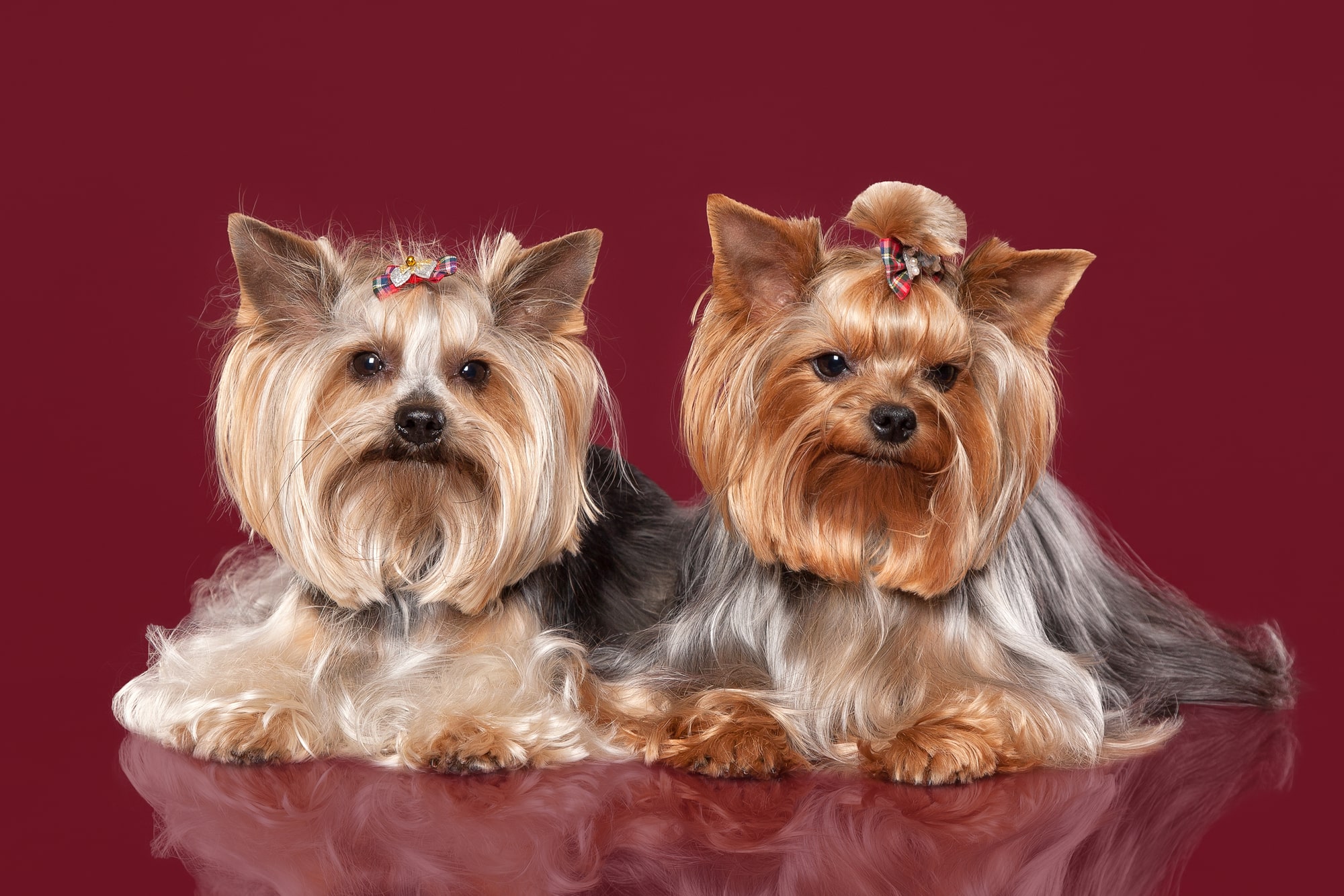 What Are the Pros and Cons of Yorkies?
