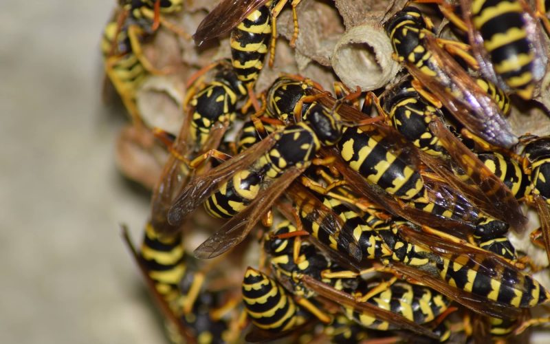 23 Different Types of Wasps in Iowa (With Pictures)