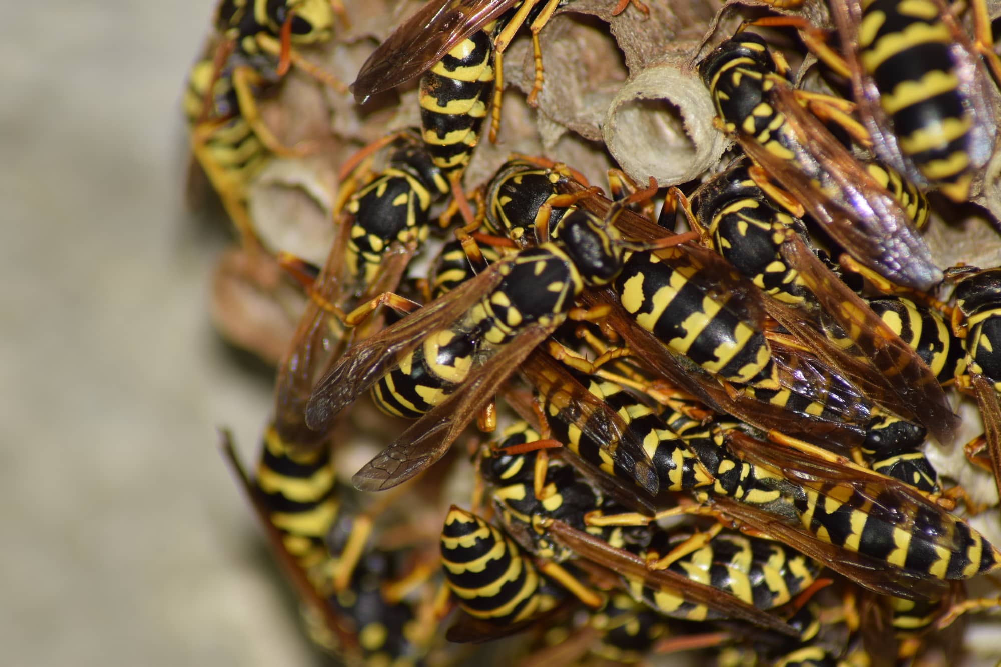 23 Different Types of Wasps in Iowa (With Pictures)
