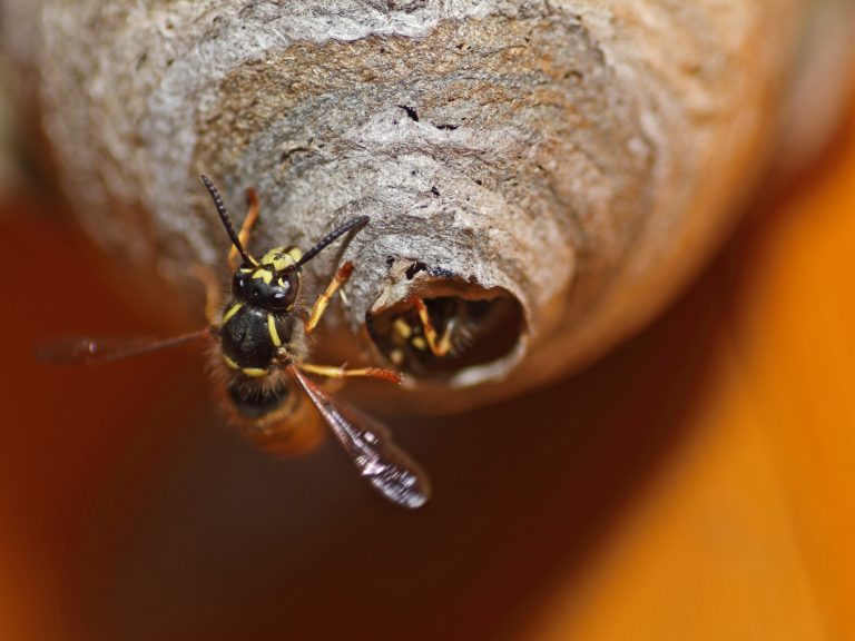 32 Different Types of Wasps in Nebraska