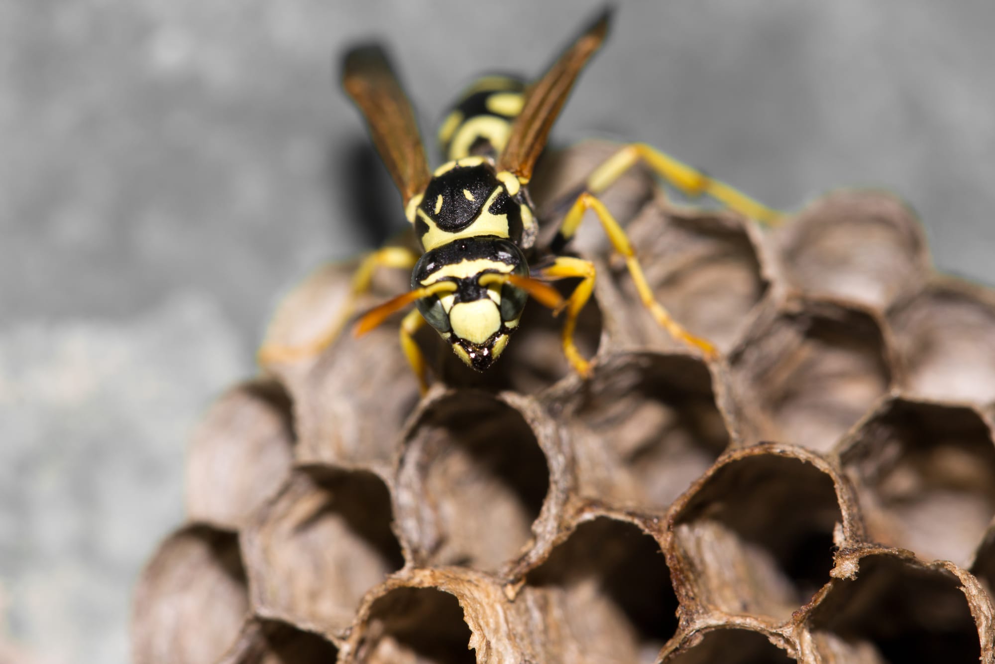7 Different Types of Wasps in the UK