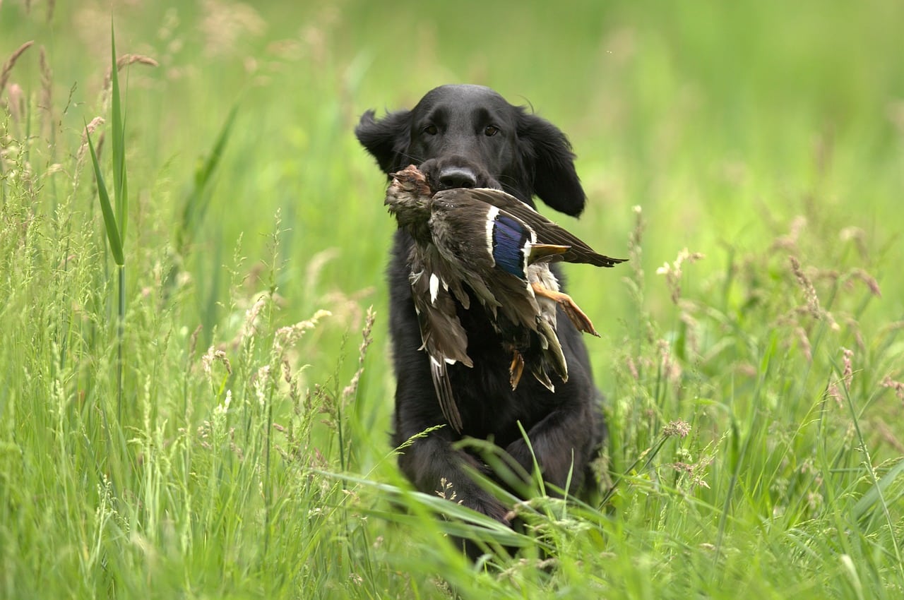 10 Best Duck Hunting Dogs (With Pictures)