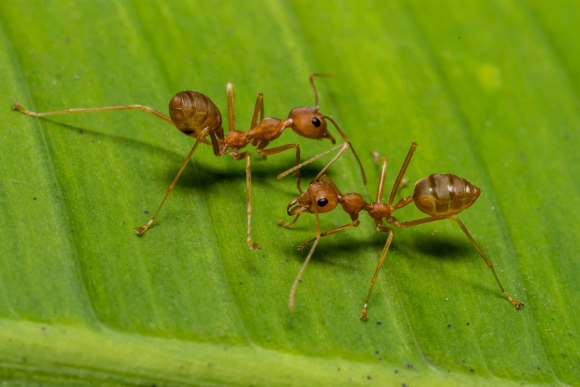 23 Different Types of Ants in Washington State